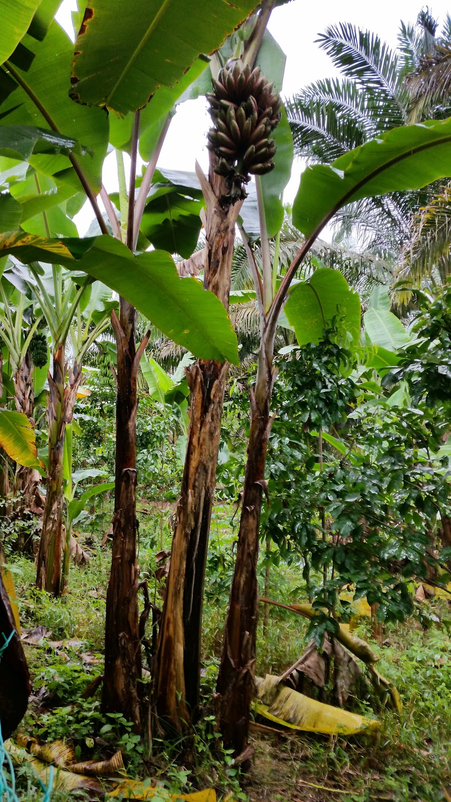 Warisan Petani: Riwayat Hidup Pisang Raja Udang