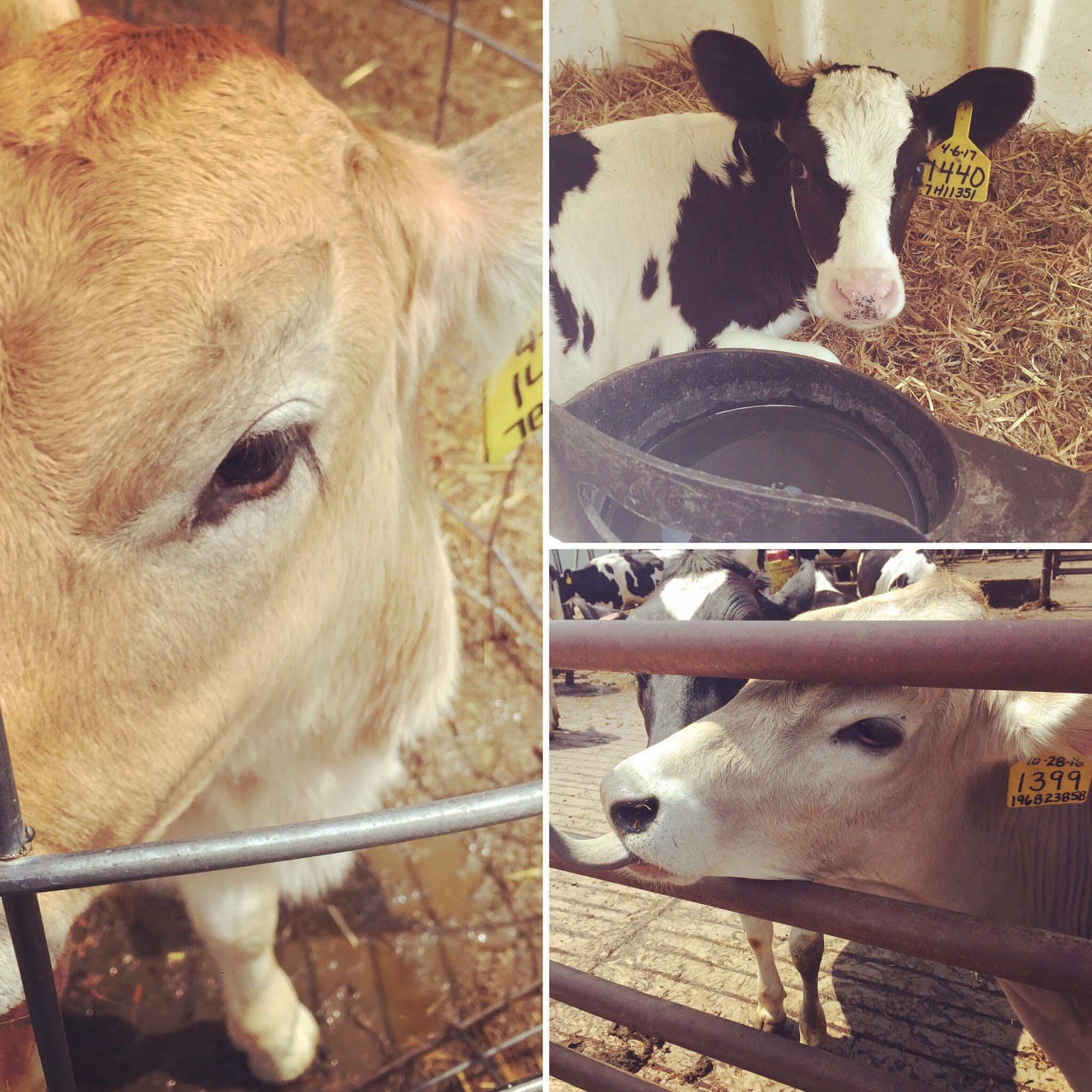 Embrace the Hell Yeah!!!: Top 5 Nutrition Noshes and Weekly Dairy Good ...