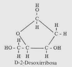 Desoxirribosa : conociendo mi molécula