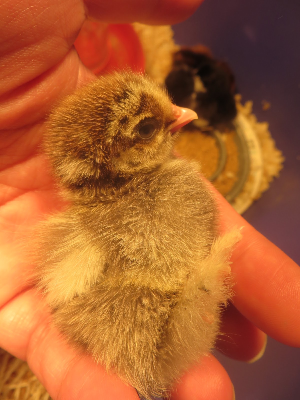 Feather Feet & Vulture Hocks: Chick Profile - Cochin Bantam 2 -- Silver ...