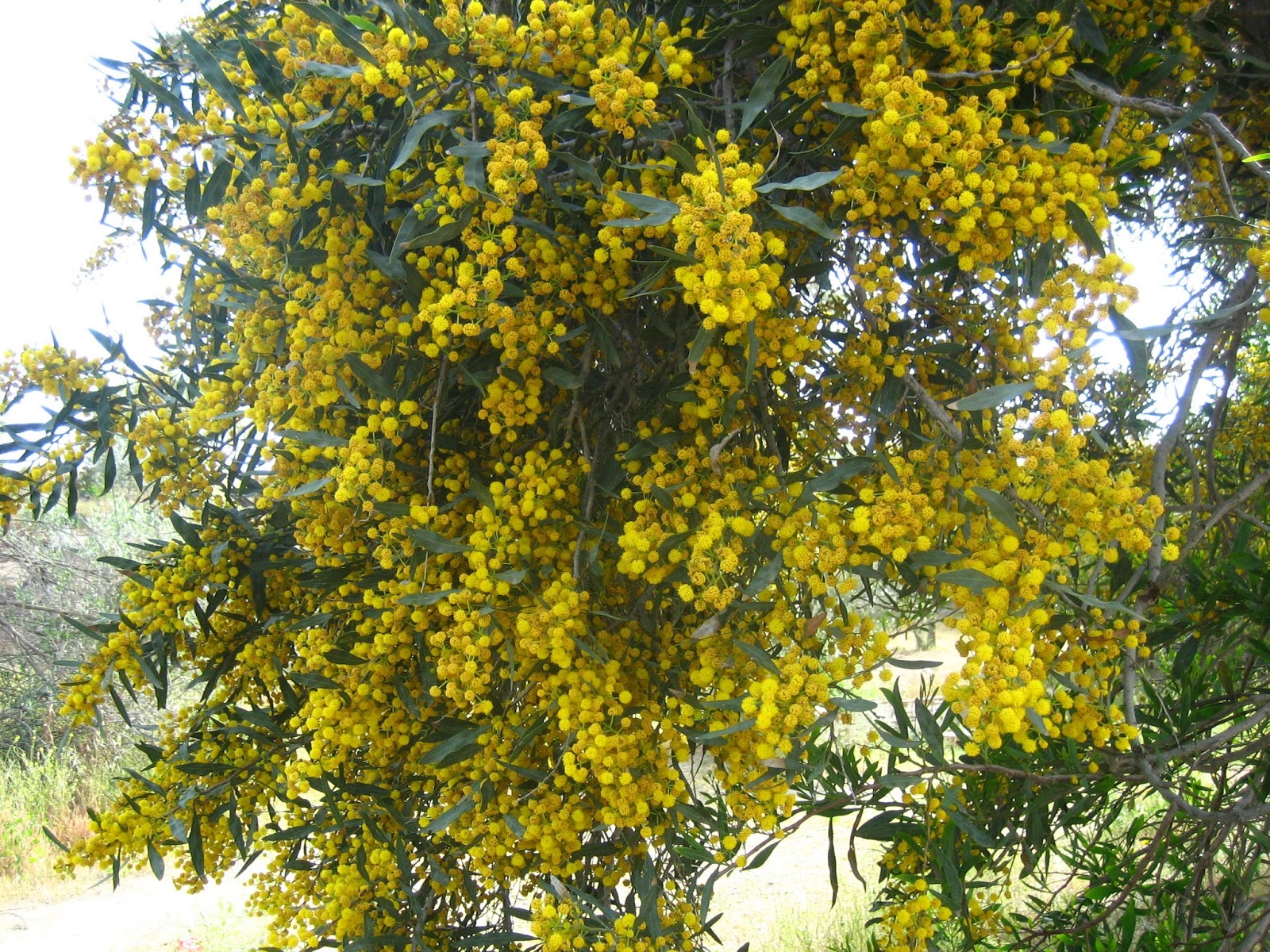 Biodiversity of Cyprus by NGO Protection of the Natural Heritage and ...