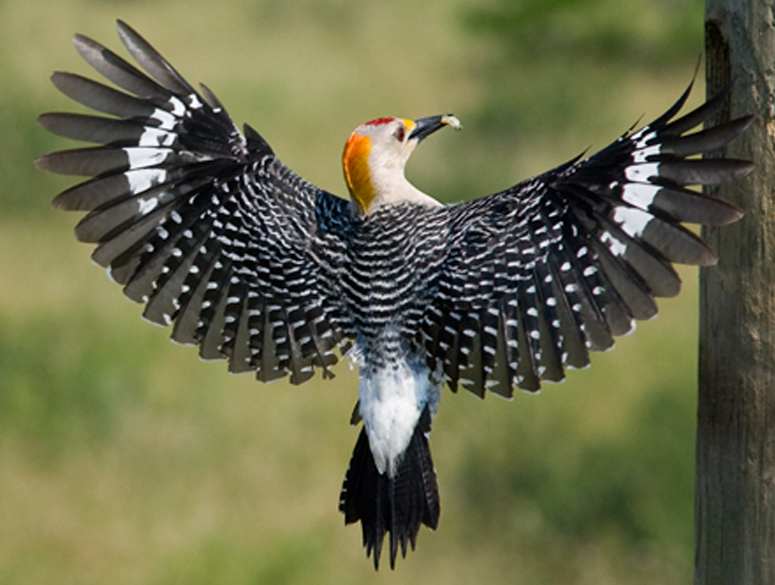Bellas Aves de El Salvador: Melanerpes aurifrons (cheje, carpintero de ...