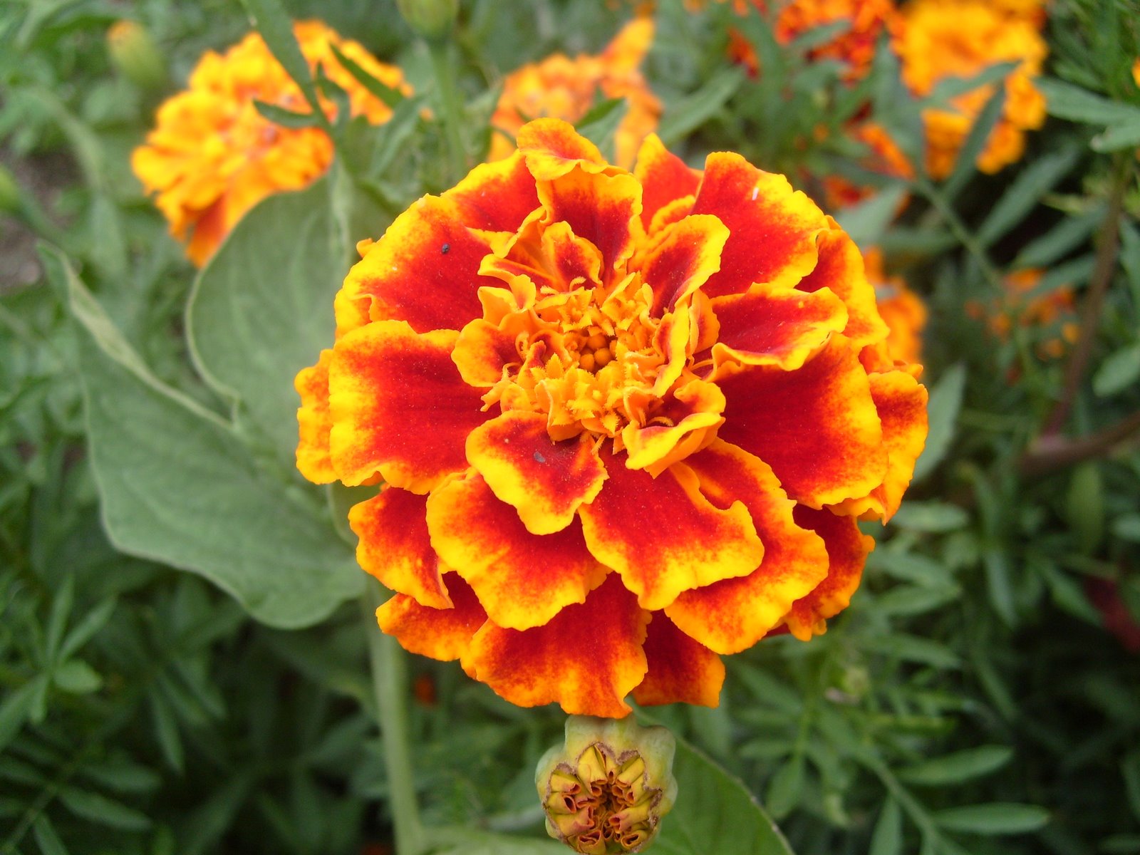 Tagetes - Flowers