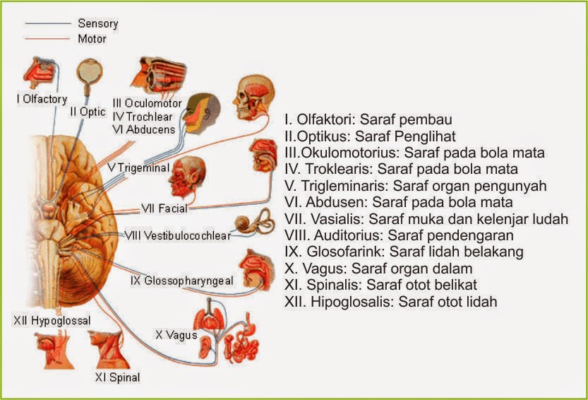 Biology Insight: Saraf Somatik