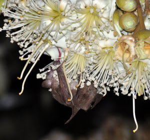Durian Info: Botany of The Common Durian