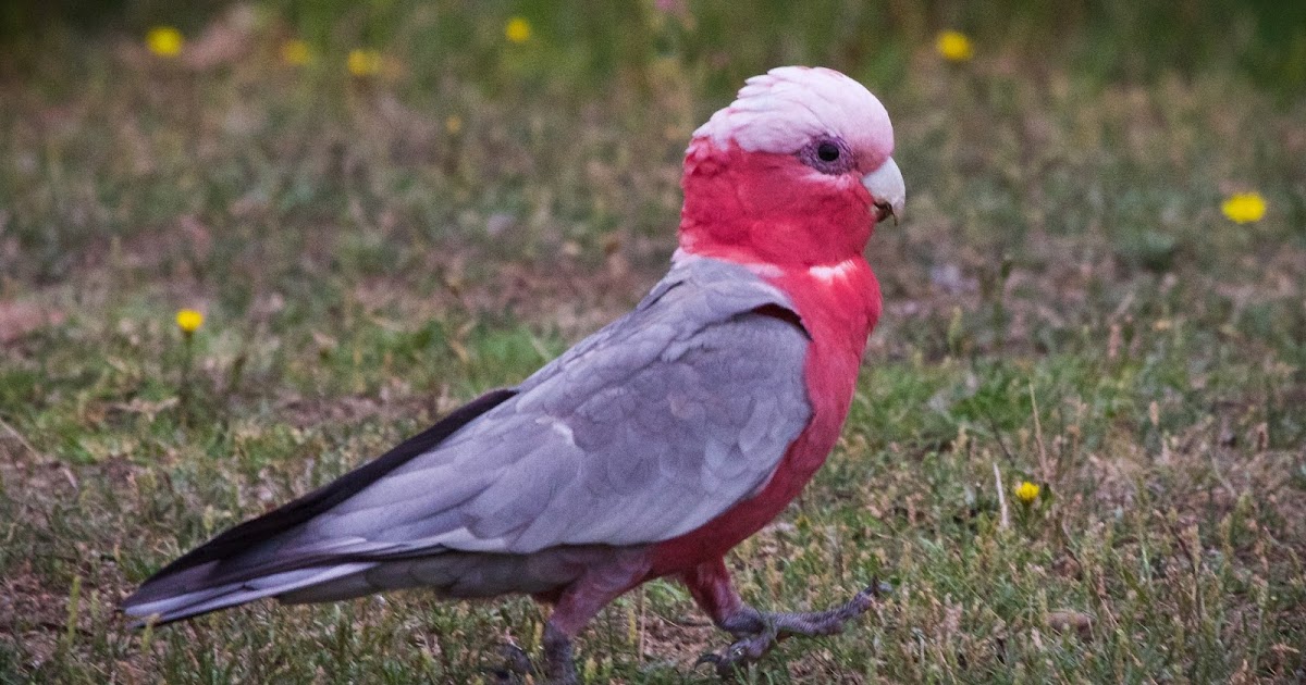Feather Tailed Stories: Galah, Australia
