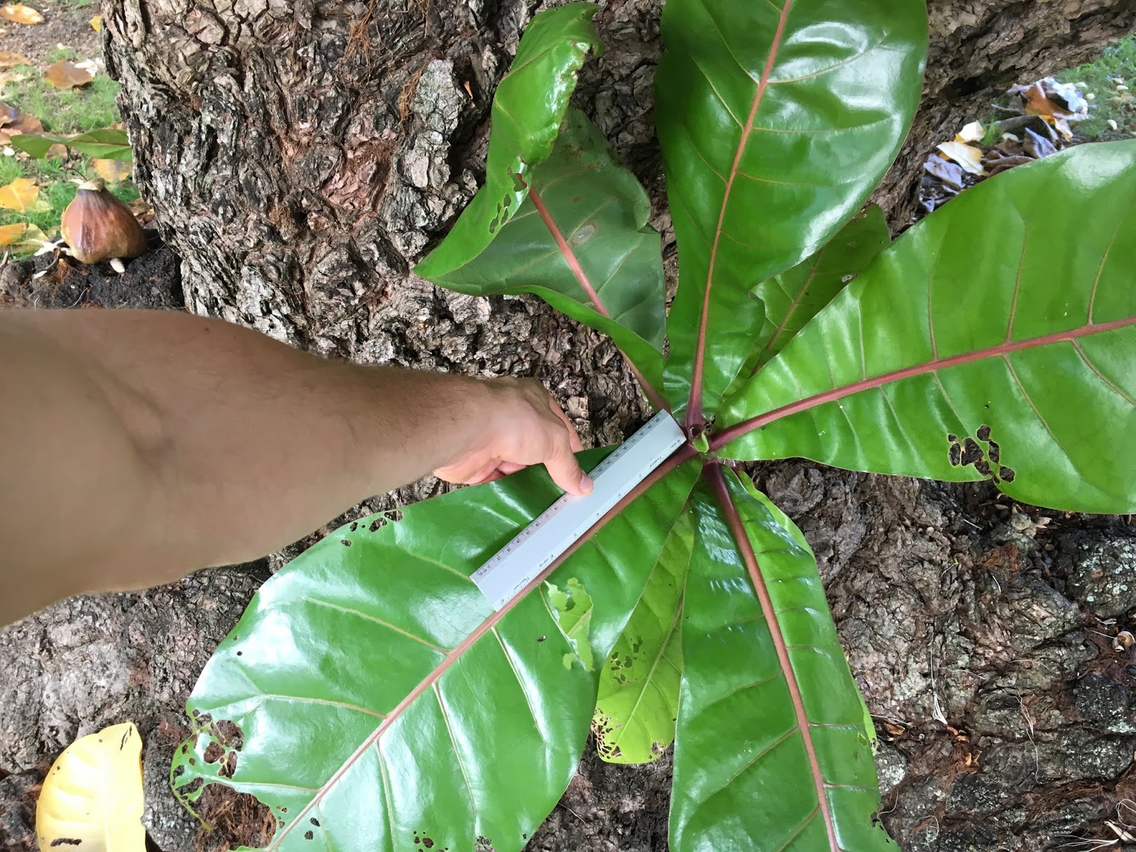 Barringtonia asiatica (Barringtonia)