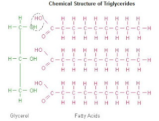 Colour Nutrition: Fish Oil Triglycerides vs Ethyl Esters