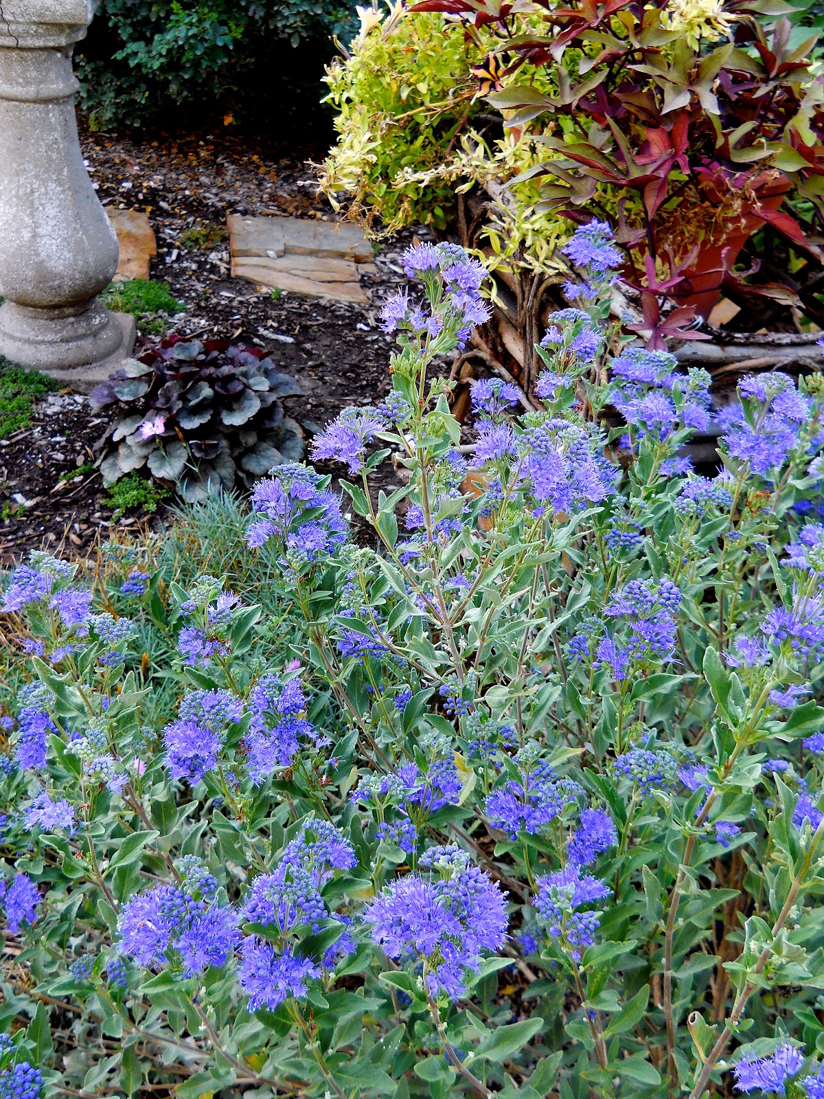 A Kansas Prairie Garden: Blue Mist Spirea in bloom