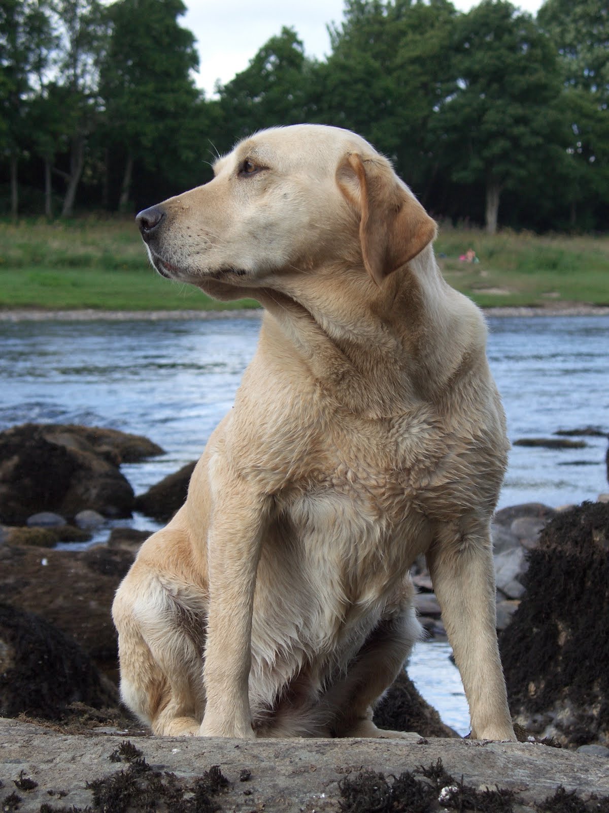 Salmon Fishing Scotland.: Salmon Fishing Scotland Labrador Dogs.
