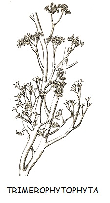 Biologia em Ação: Pteridófitas ancestrais