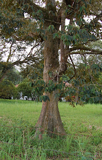 Durian Info: Pruning and Training The Durian