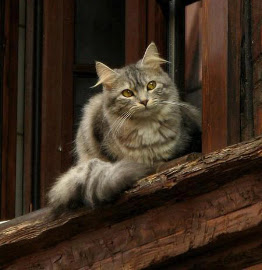 EL CALLEJÓN DEL GATO PARDO: EL GATO PARDO RECOMIENDA: ESTUDIO LAY