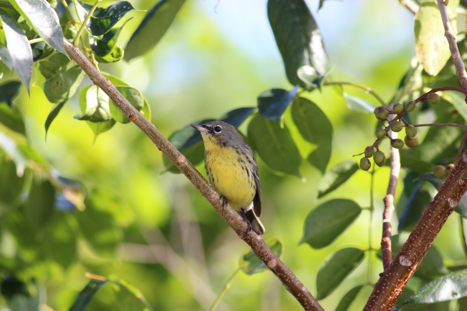 Photographicbirdlistomania: Calypso Birds