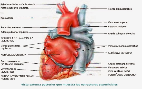 Auricula derecha anatomia - ellader