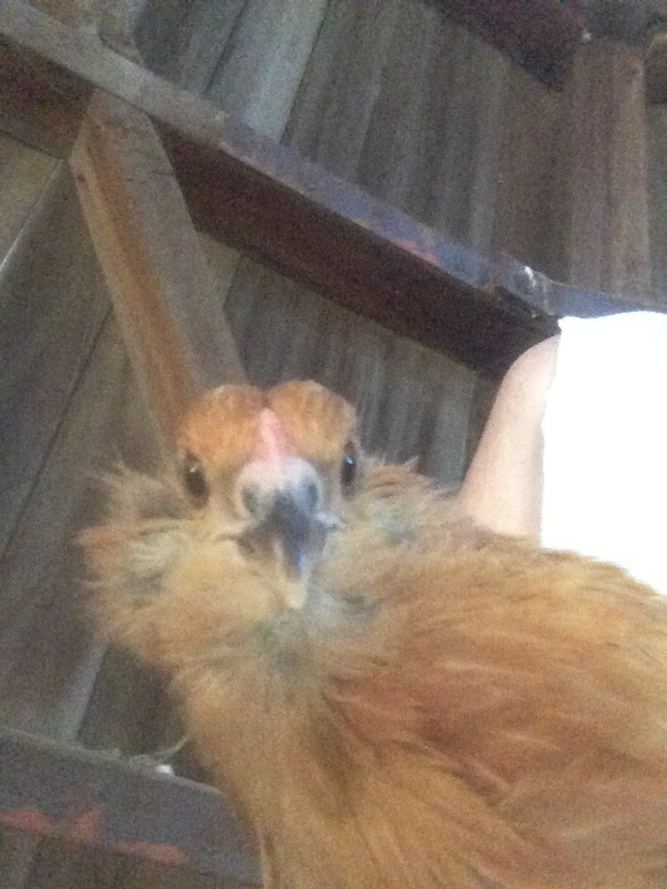 Tractor Tracks: Chicken Scratch