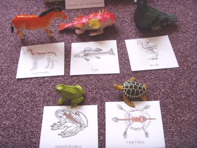 Our English Homeschool: Montessori-Inspired Zoology Lesson: Vertebrates ...