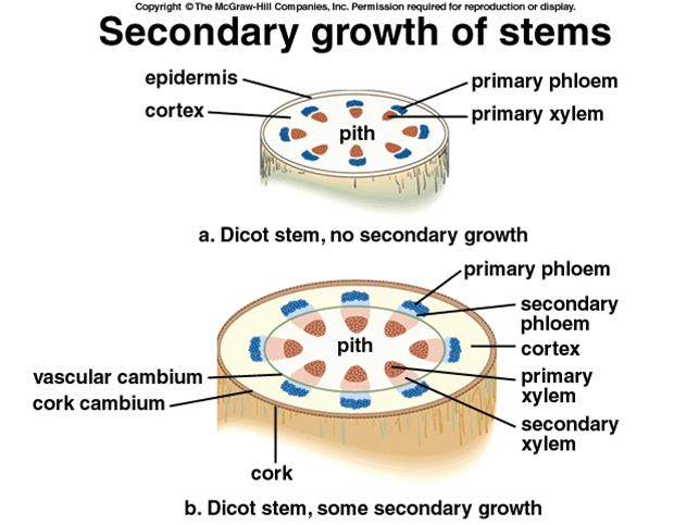 EDUCATION: PLANT STEM