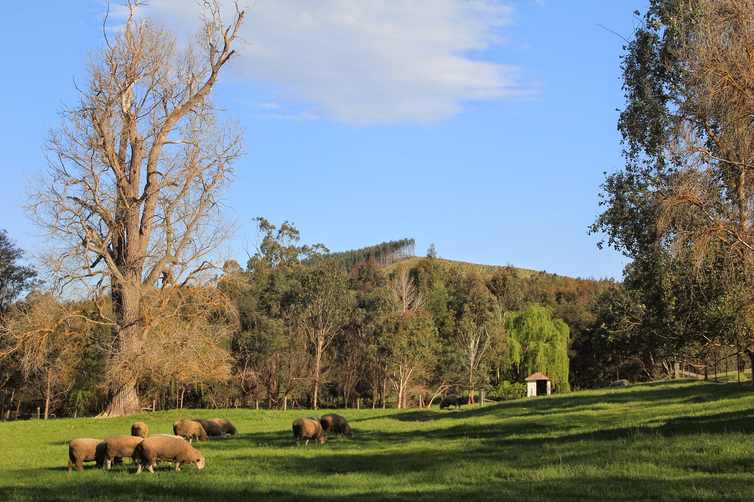 Let's have words: Flowerdale in Spring