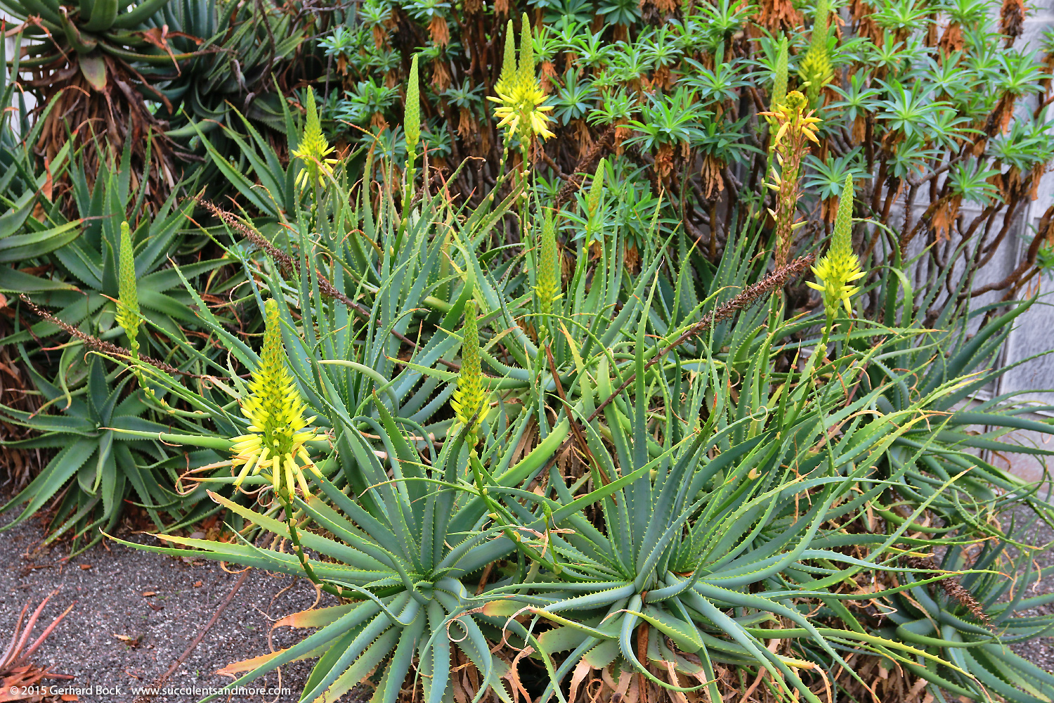 UC Davis early December aloe check