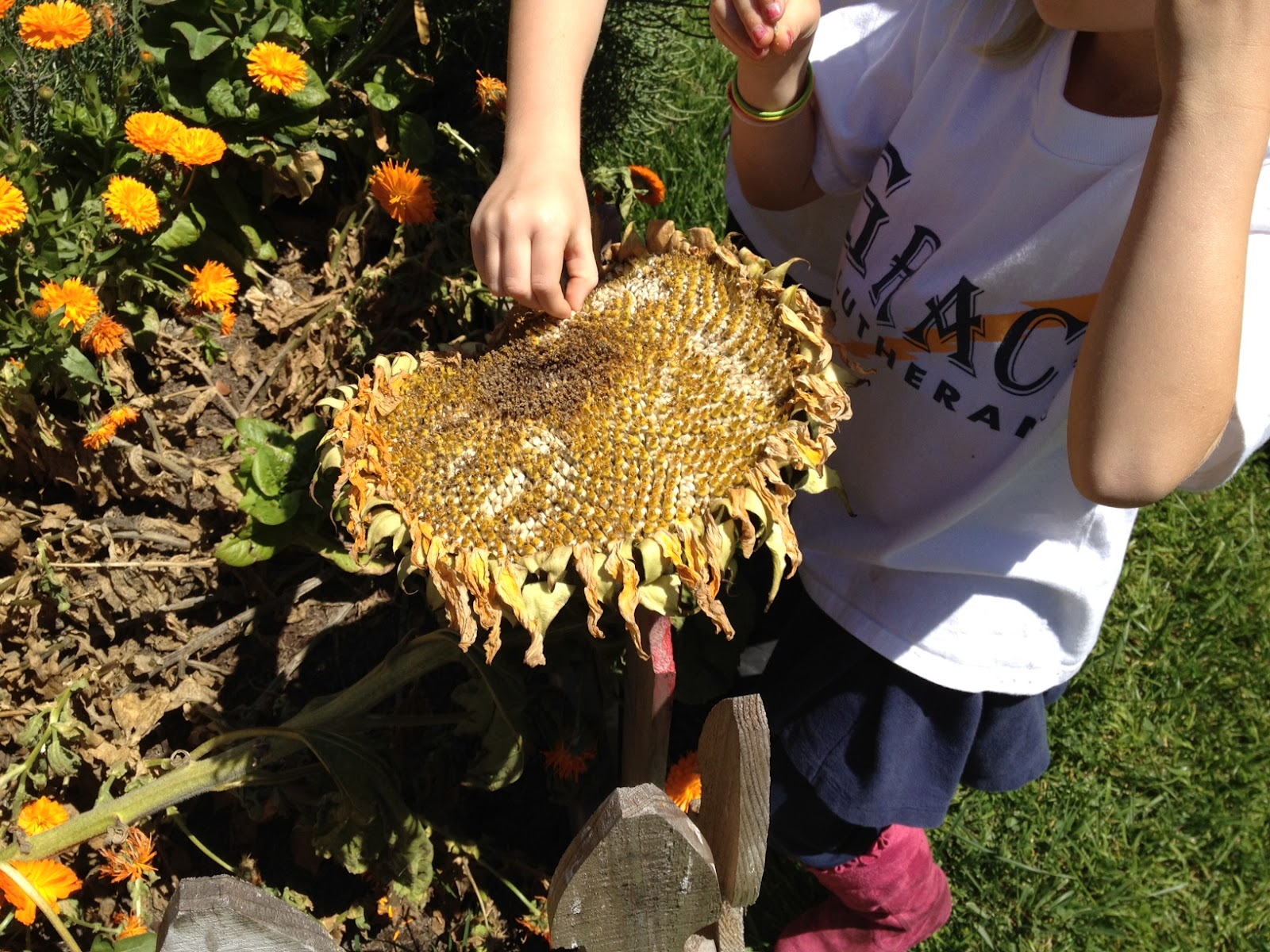 Sunflower Seed Math: Adding - Apples & ABC's