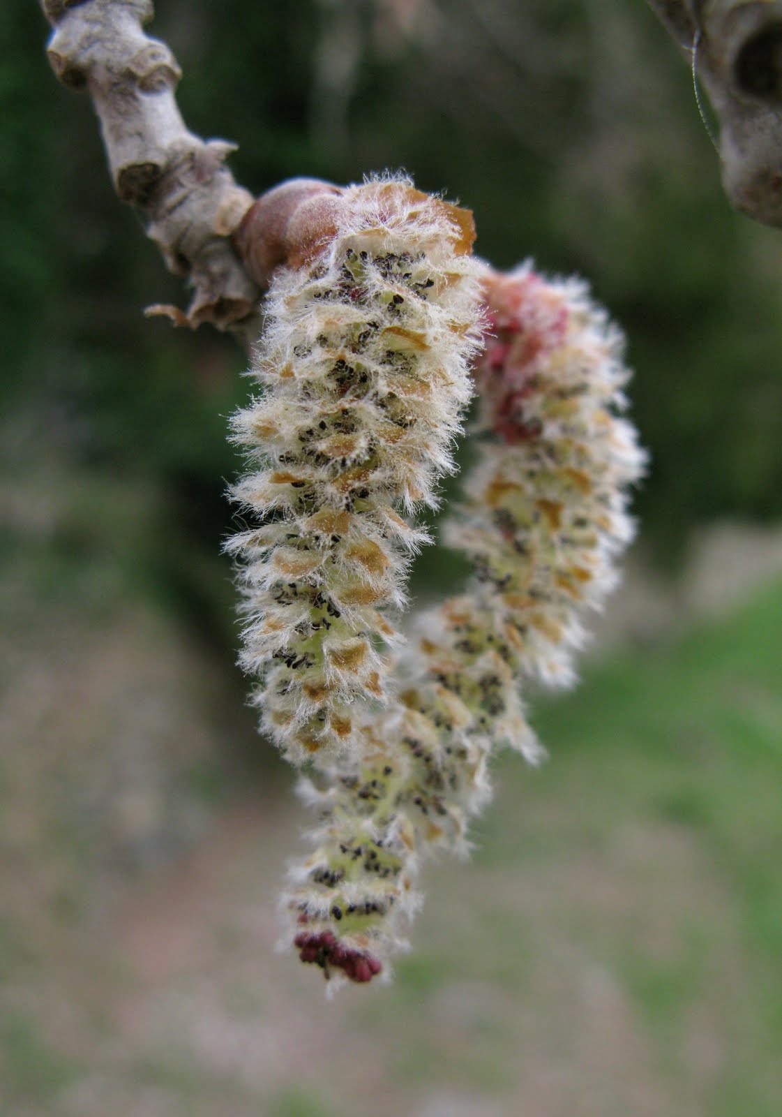 Flores y Palabras: Flor de álamo
