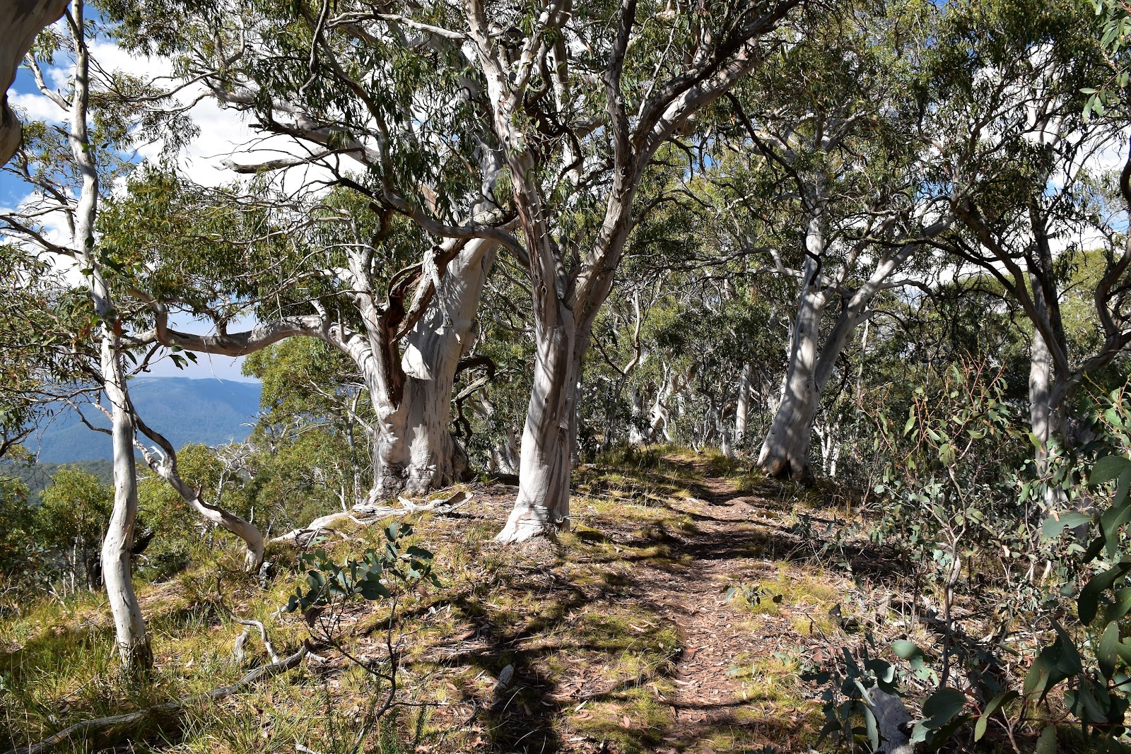 Goin' Feral One Day At A Time: Mt Timbertop, Mansfield State Forest ...