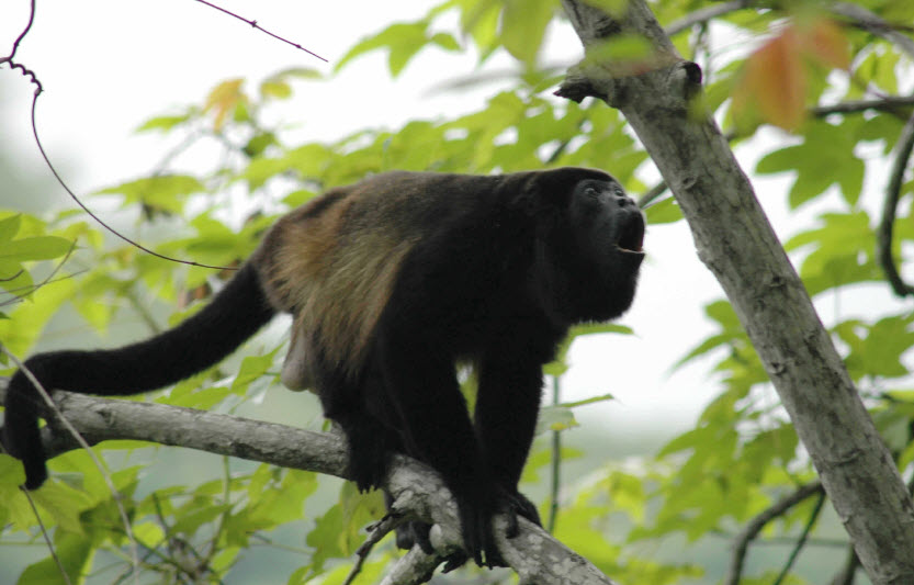 Animal You: Howler Monkey