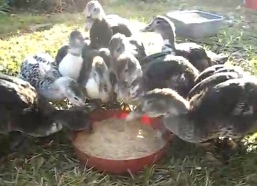 Taksonomi dan morfologi itik - TIPS BUDIDAYA