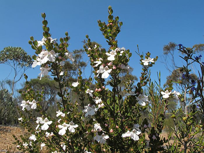 Esperance Wildflowers: Microcorys obovata – Lamiaceae