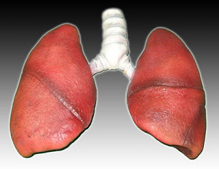 Sains=Kehidupan: Proses Pernafasan Manusia