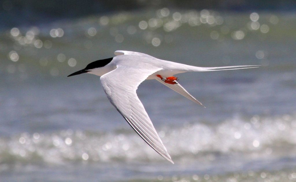 Wildlife of the World: Roseate tern Nice Images 2013