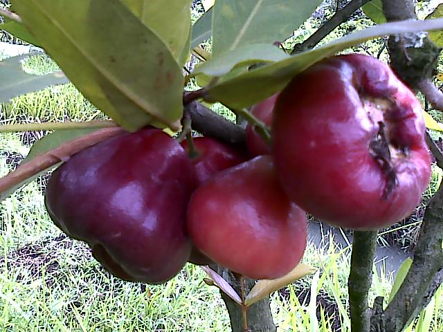 Bibit Buah Bunton Malang: Macam - macam Jambu Air