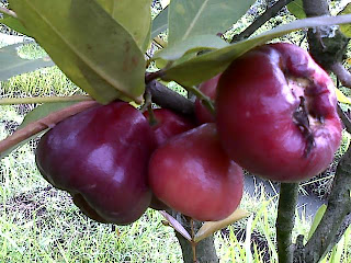 Bibit Buah Bunton Malang: Macam - macam Jambu Air