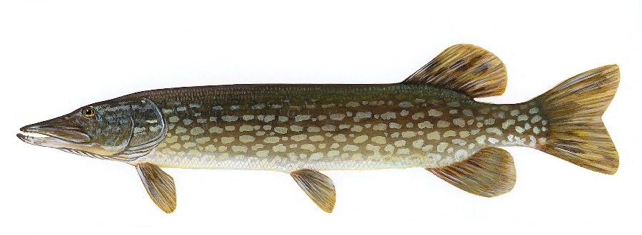 The Barn Board: Northern Pike