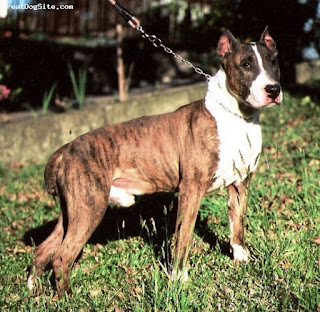 Blog Interessante: Dogue brasileiro - Brazilian dogo - Brazilian dogge