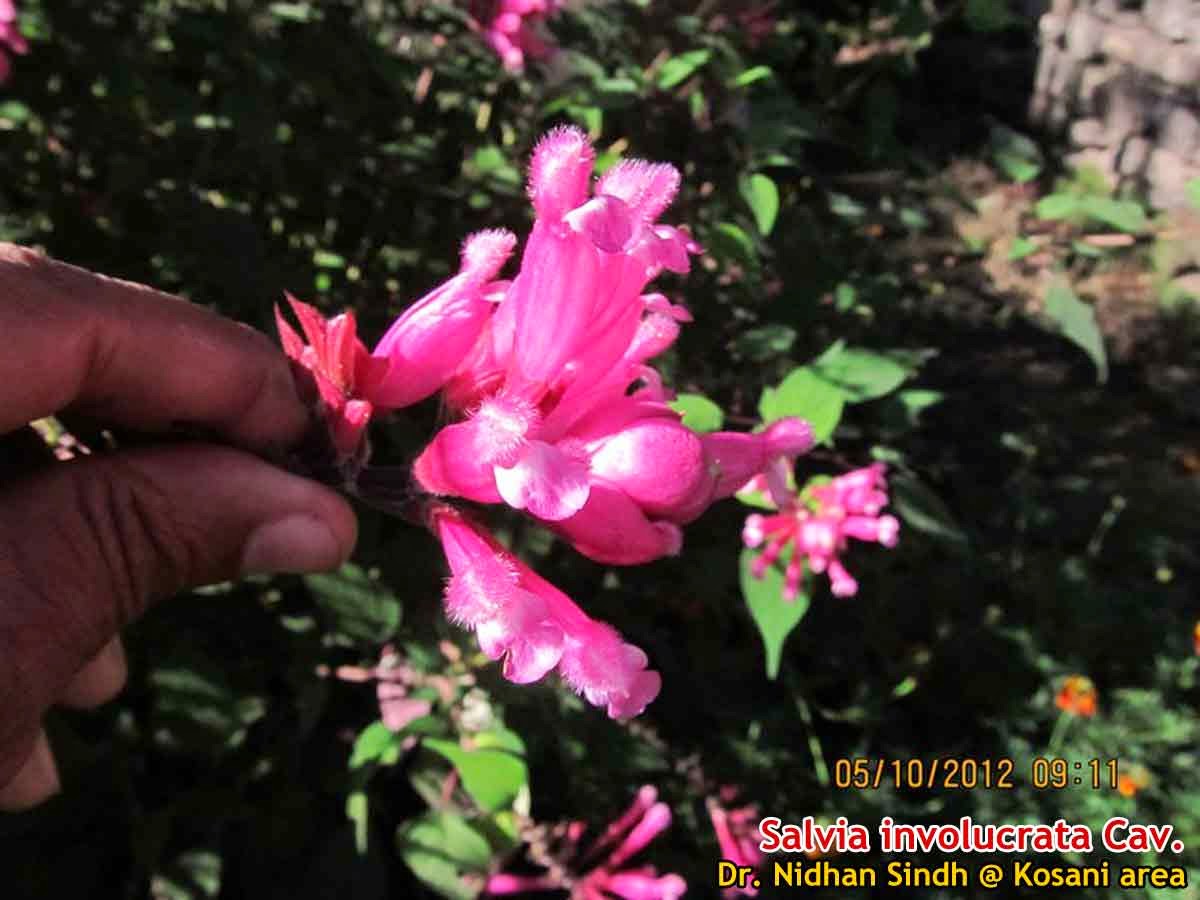 Medicinal Plants: Salvia involucrata, Rosebud Sage, trolltopp