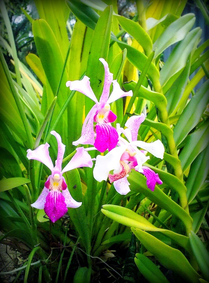 Bunga Orkid @ Anggerik Desa Kembali Mekar - Relaks Minda