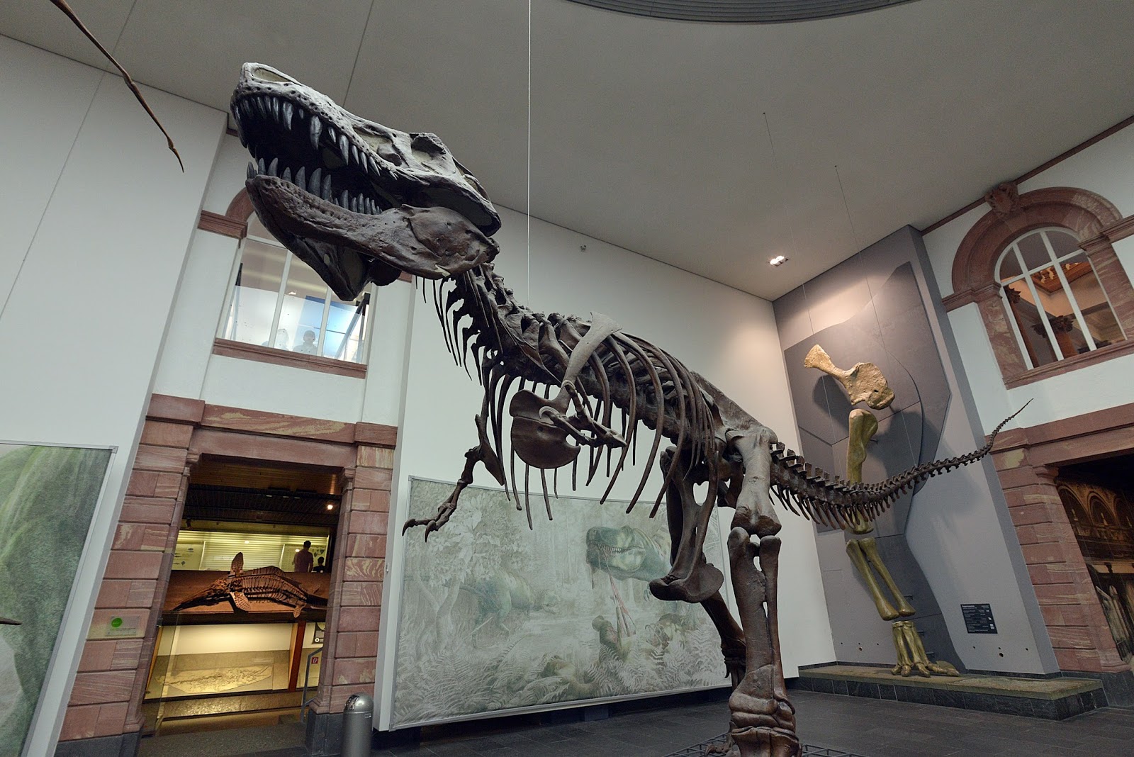 Senckenberg Museum Frankfurt/Main.