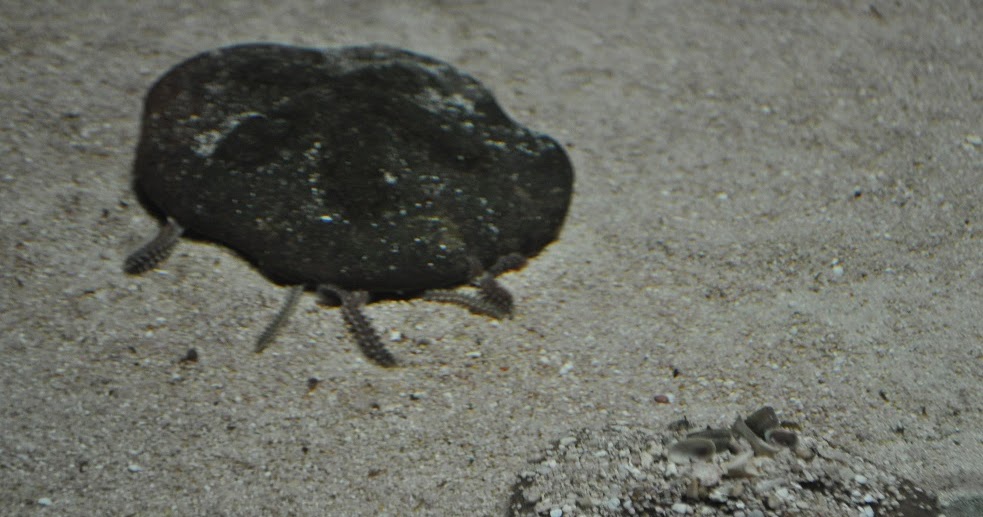 ZOOTOGRAFIANDO (6.100 ANIMALS): ERIZO DE MAR GALLETA (Clypeaster humilis)
