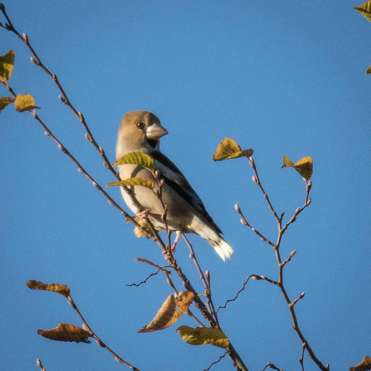 TrogTrogBlog: Bird of the week - Hawfinch