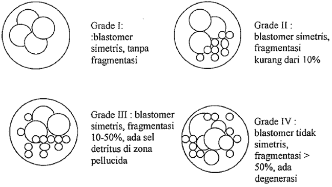 Embrio Transfer (TE), bag 2. - Mydokterhewan