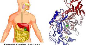 Bagaimana terjadinya reaksi hidrolisis amilum dengan enzim amilase ...