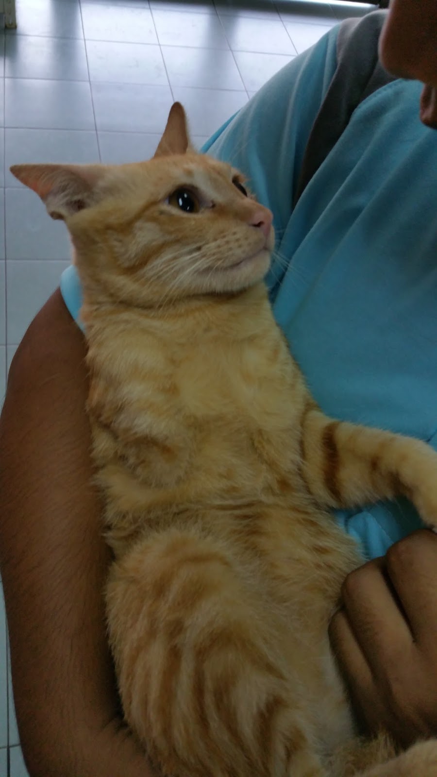 Xing Fu: MEET MANEE, THE THREE LEGGED CAT