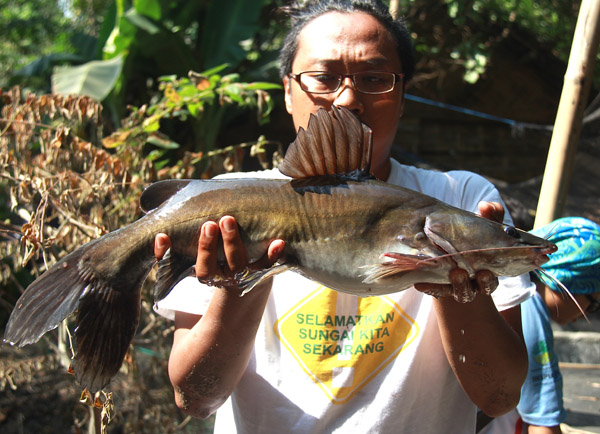Kandungan Gizi Cukup Tinggi dan Berkhasiat, Jangan Buang Ikan Keting ...