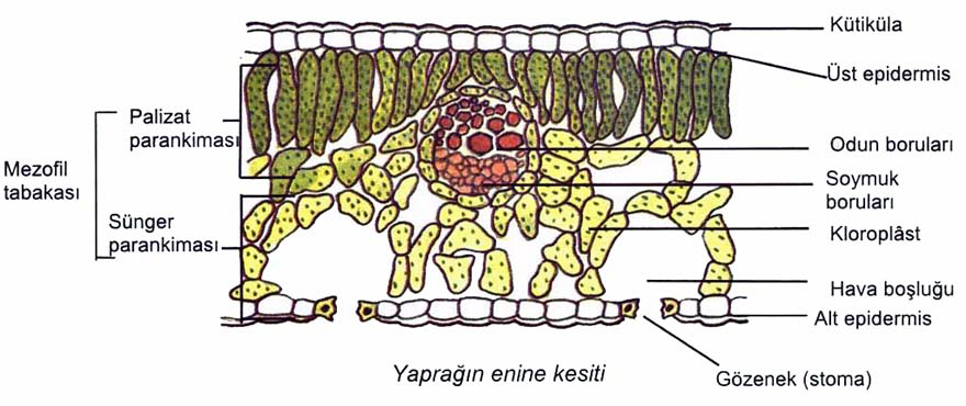 Fotosentezin gerçekleştiği yapılar
