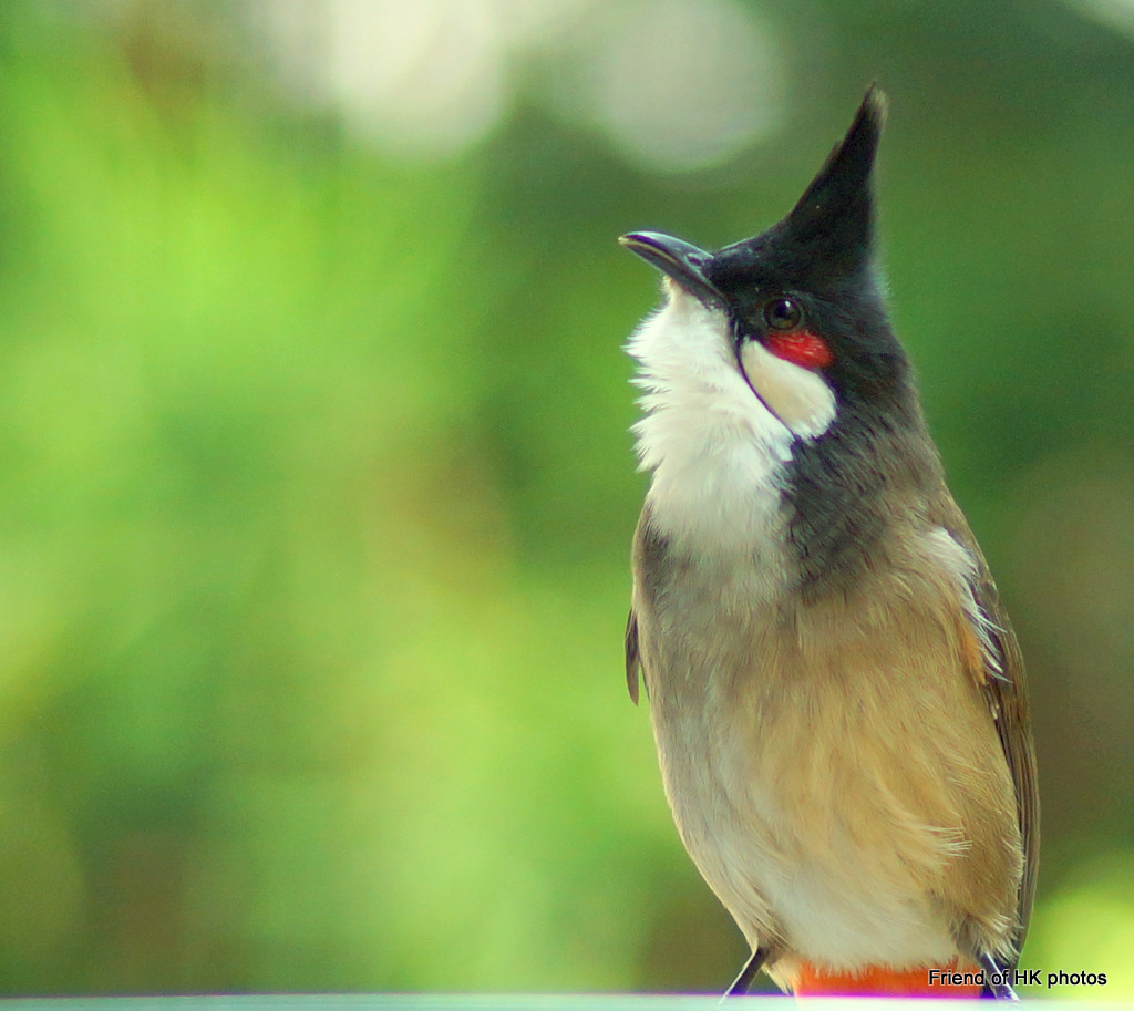 Photographic Wildlife Stories in UK/Hong Kong: Birds In The Garden ...