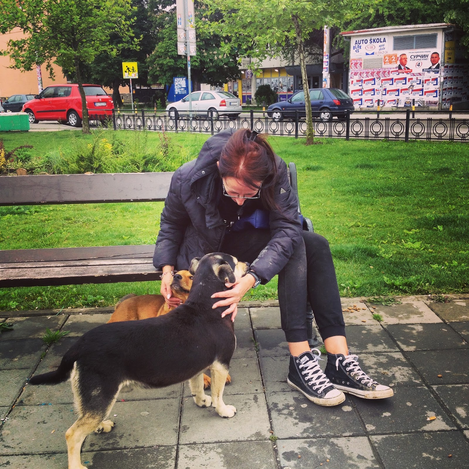 Pound Dogs Toronto Animal Services - dog adoption - animal shelter