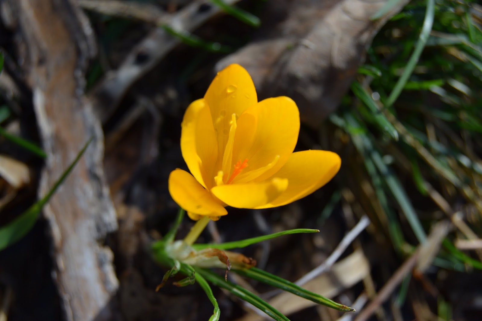 Frumusetile naturii: Brandusa galbena (Crocus chrysanthus)