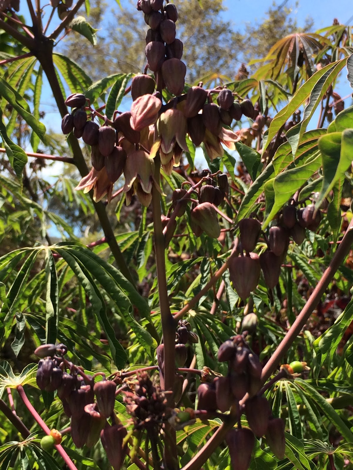 Trees of Santa Cruz County: Manihot grahamii - Hardy Tapioca